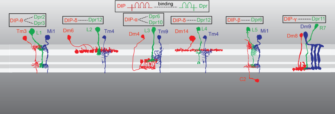 Our Research | Zipursky Lab