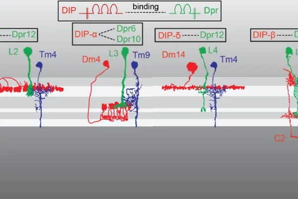 Our Research | Zipursky Research Lab